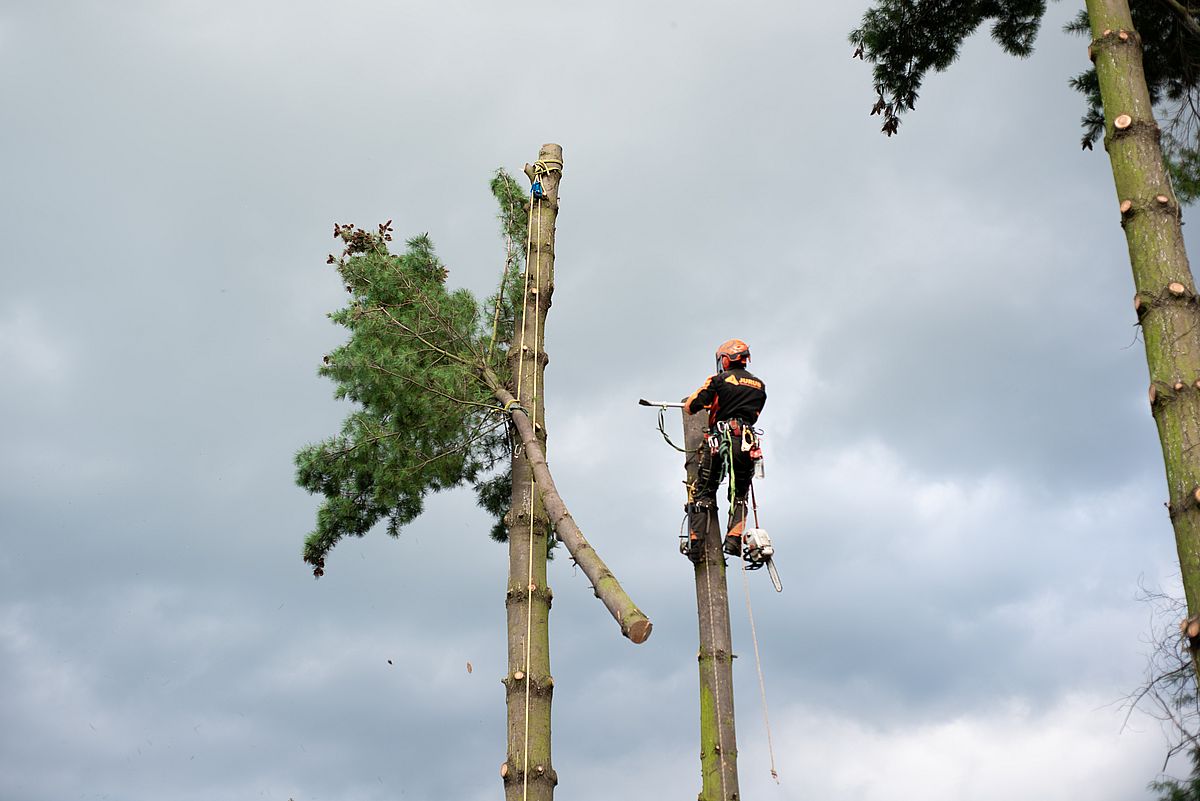 Abattage coupe d'arbre au meilleur prix en Ile de France