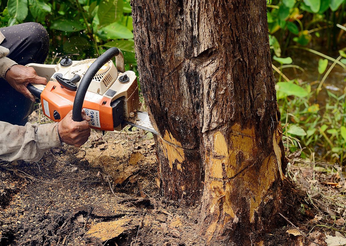 Abattage coupe d'arbre au meilleur prix en Ile de France